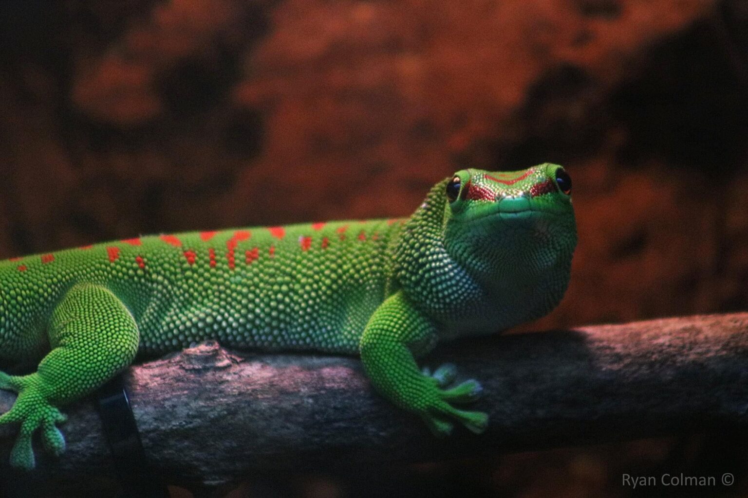 Meet Our Animals | Ponderosa Zoo