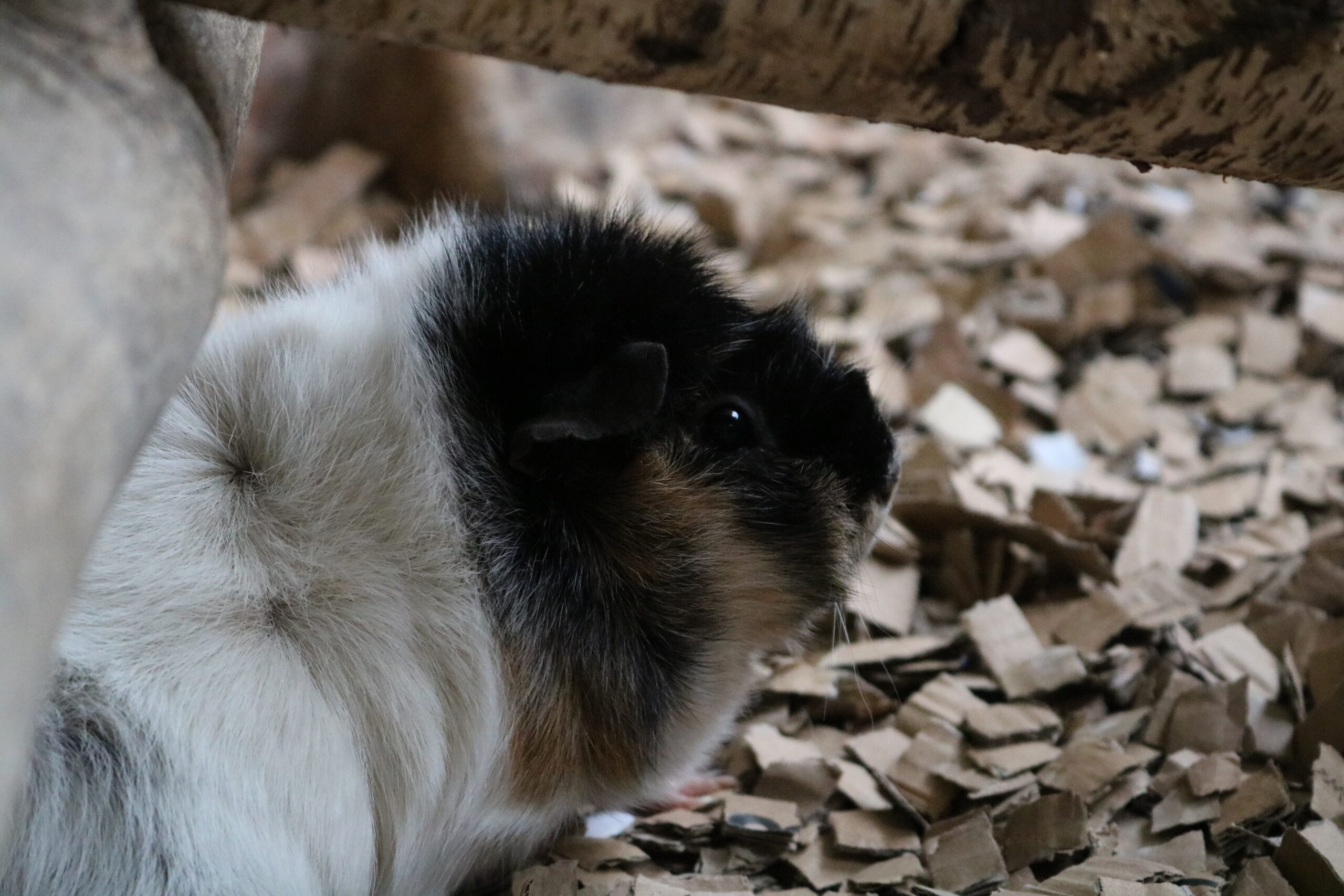 Meet Our Animals | Ponderosa Zoo