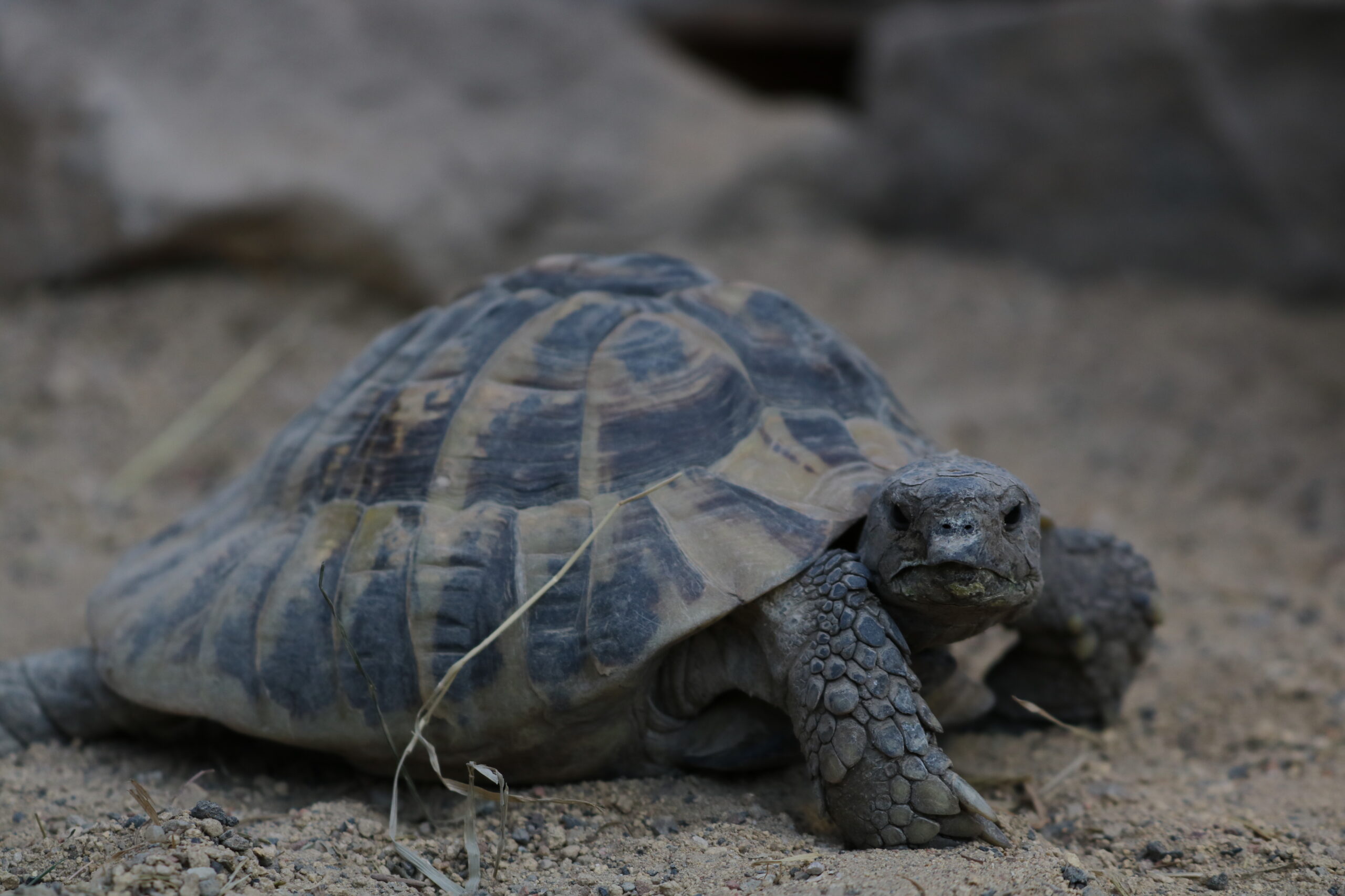 Meet Our Animals | Ponderosa Zoo