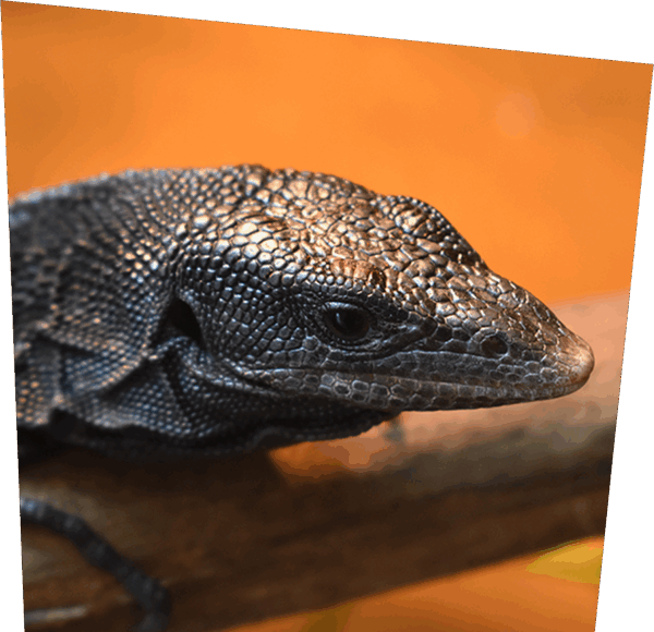 Black Tree Monitor | Ponderosa Zoo