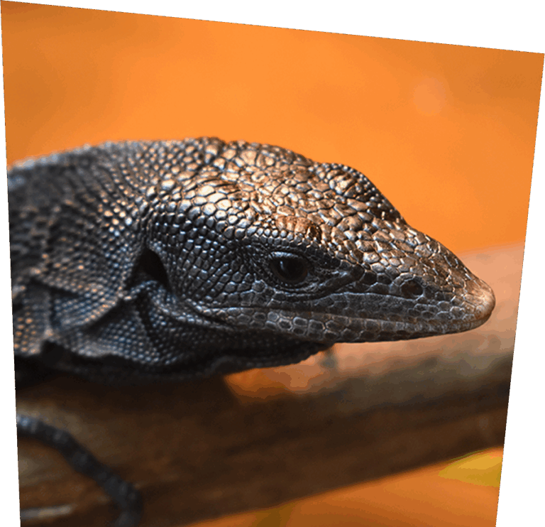 Black Tree Monitor | Ponderosa Zoo