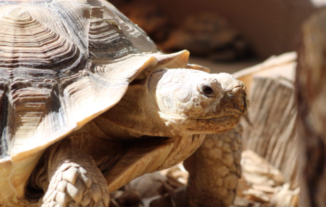 Meet Our Animals | Ponderosa Zoo