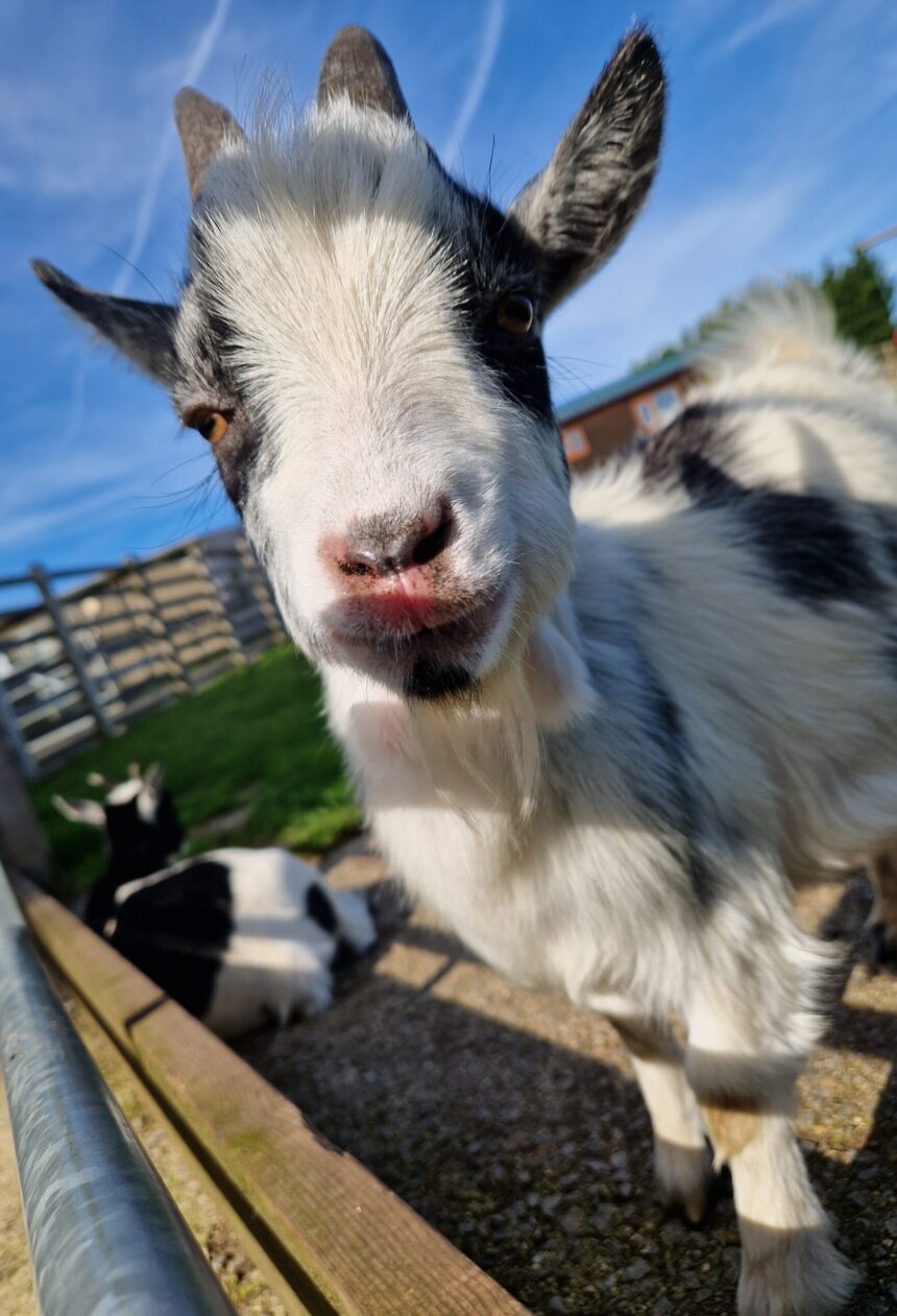 African Pygmy Goat | Ponderosa Zoo
