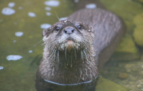 Meet Our Animals | Ponderosa Zoo
