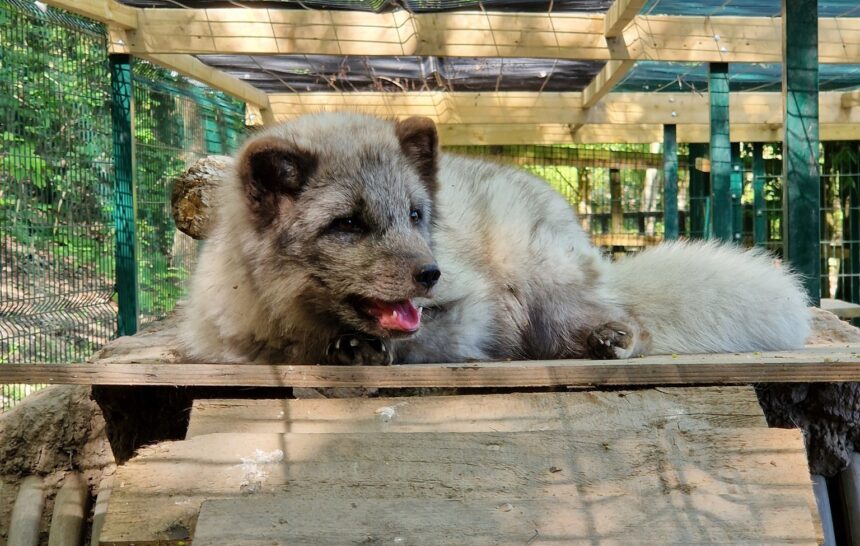 Meet Our Animals | Ponderosa Zoo