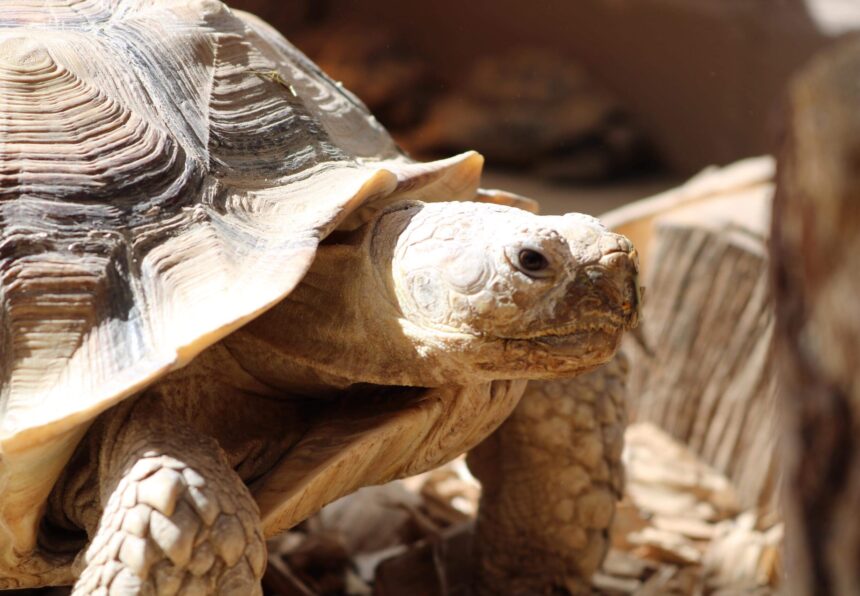 African Spurred Tortoise | Ponderosa Zoo