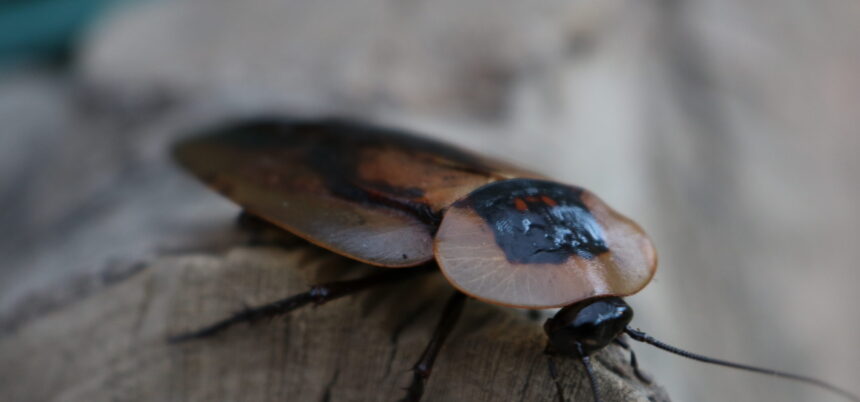 Death Head Cockroach | Ponderosa Zoo