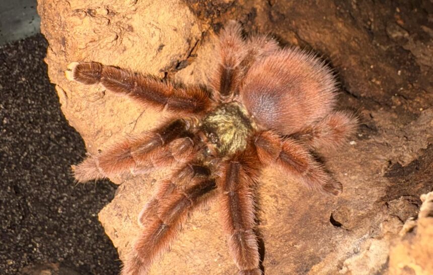 Meet Our Animals | Ponderosa Zoo