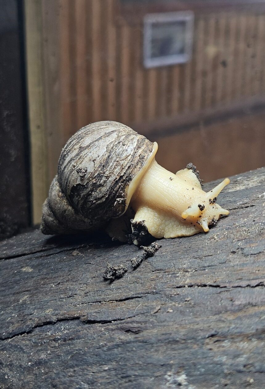 Giant African Land Snail | Ponderosa Zoo